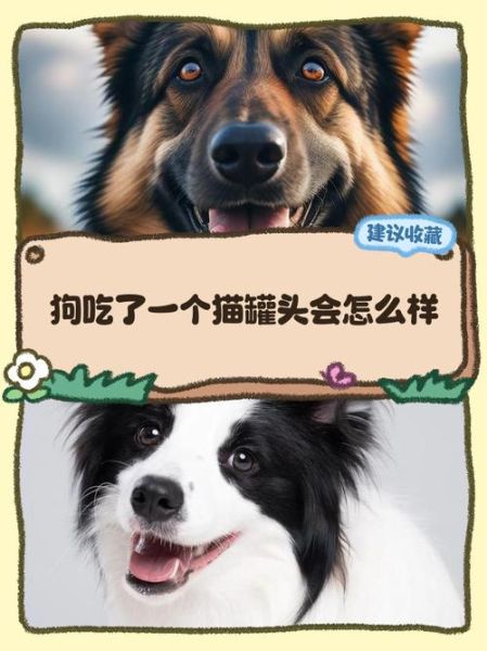 猫罐头狗能吃吗_狗吃猫罐头会怎样-第1张图片-山城妙识