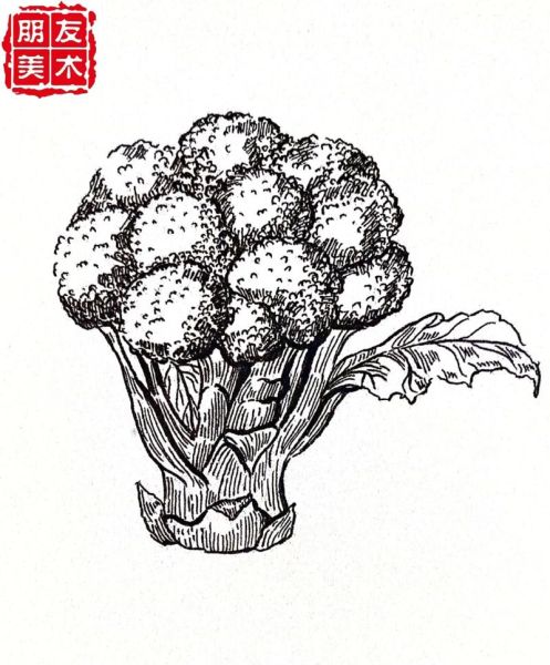 西兰花简笔画怎么画_西兰花简笔画步骤-第1张图片-山城妙识