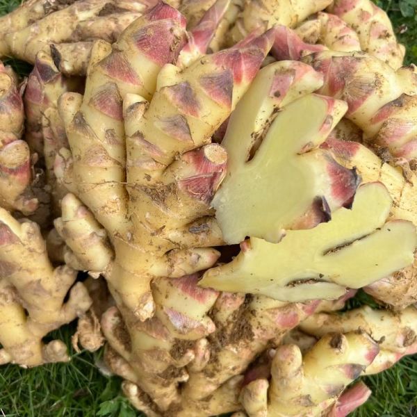 广西小黄姜的功效与作用_适合哪些人吃-第3张图片-山城妙识