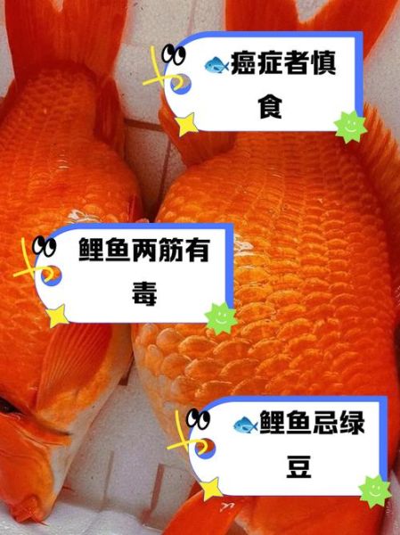 鲤鱼的功效与禁忌_孕妇能吃吗-第2张图片-山城妙识