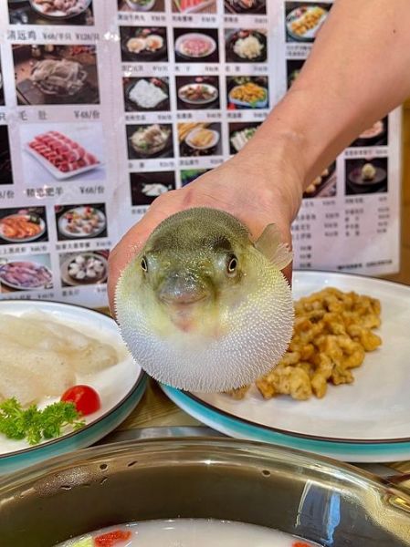 白汤河豚怎么做_正宗做法步骤详解-第3张图片-山城妙识