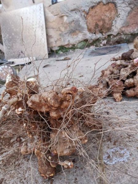 野生土茯苓有几种_野生土茯苓分类与鉴别-第3张图片-山城妙识