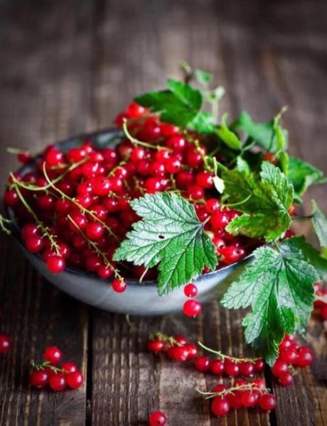 红醋栗什么味道_红醋栗好吃吗-第1张图片-山城妙识