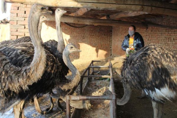 鸵鸟养殖技术_鸵鸟养殖需要什么条件-第1张图片-山城妙识