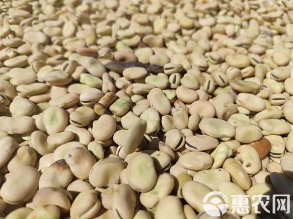 有机马牙豆是什么_有机马牙豆怎么吃-第2张图片-山城妙识