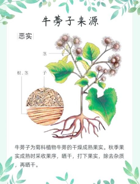 牛蒡的功效与作用_牛蒡一天吃多少克合适-第1张图片-山城妙识