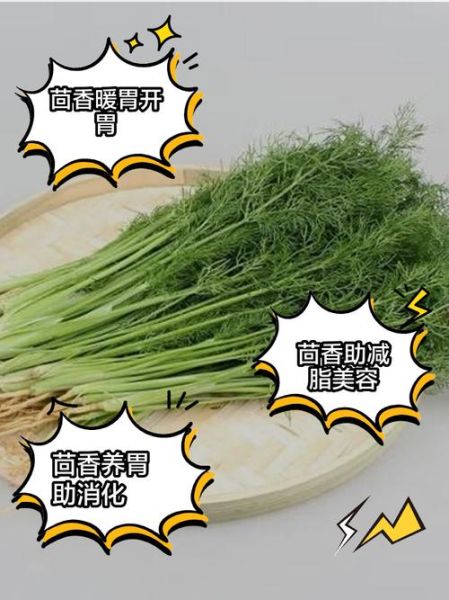 茴香菜的功效与作用_孕妇能吃茴香菜吗-第2张图片-山城妙识 茴香菜的功效与作用_孕妇能吃茴香菜吗-第2张图片-山城妙识