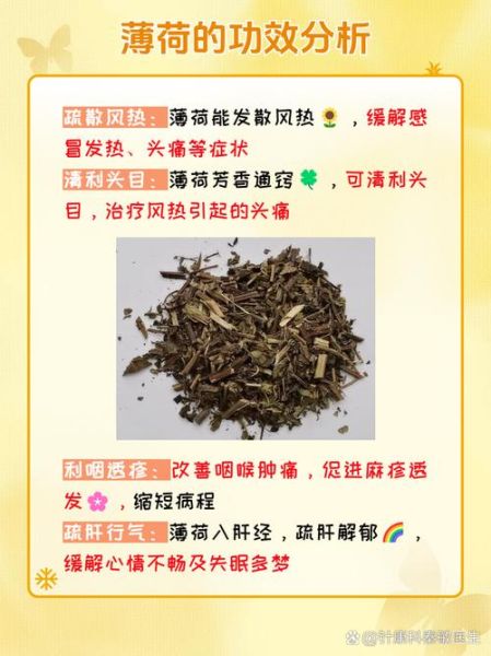 薄荷的功效与作用有哪些_薄荷的禁忌是什么-第2张图片-山城妙识