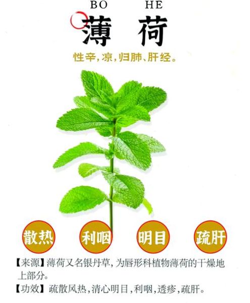 薄荷的功效与作用有哪些_薄荷的禁忌是什么-第1张图片-山城妙识