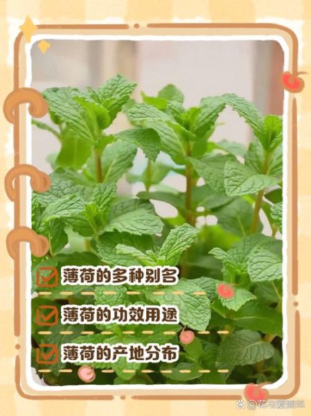 薄荷的功效与作用有哪些_薄荷的禁忌是什么-第3张图片-山城妙识