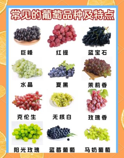 中国最高端葡萄品种有哪些_顶级葡萄品种排名-第3张图片-山城妙识 中国最高端葡萄品种有哪些_顶级葡萄品种排名-第3张图片-山城妙识