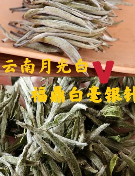 白毫银针多少钱一斤_如何辨别真假-第1张图片-山城妙识