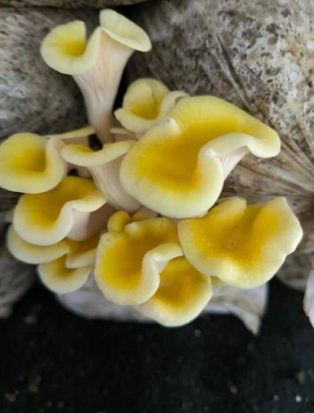 野生黄蘑菇怎么清洗_野生黄蘑菇的做法大全-第1张图片-山城妙识 野生黄蘑菇怎么清洗_野生黄蘑菇的做法大全-第1张图片-山城妙识