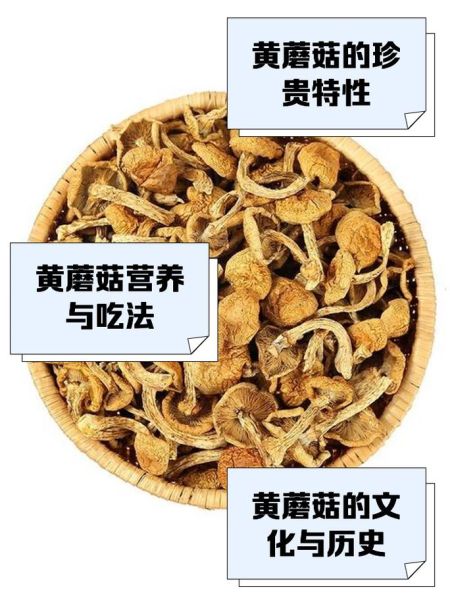 野生黄蘑菇怎么清洗_野生黄蘑菇的做法大全-第2张图片-山城妙识 野生黄蘑菇怎么清洗_野生黄蘑菇的做法大全-第2张图片-山城妙识