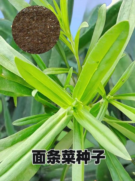 野生面条菜图片_怎么识别真假-第1张图片-山城妙识