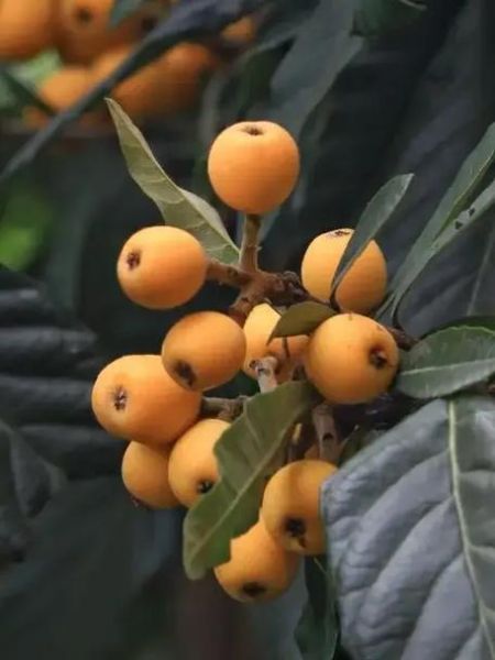 南方水果有哪些_南方水果怎么保存-第2张图片-山城妙识 南方水果有哪些_南方水果怎么保存-第2张图片-山城妙识