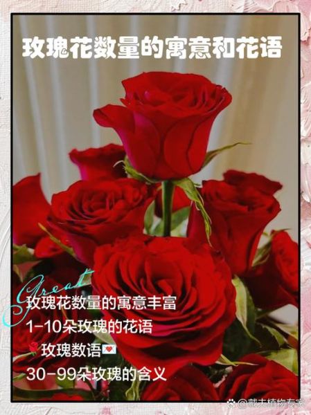 玫瑰花语大全_不同朵数代表什么含义-第3张图片-山城妙识
