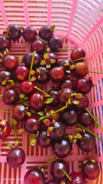 南方水果有哪些_南方水果怎么保存-第3张图片-山城妙识 南方水果有哪些_南方水果怎么保存-第3张图片-山城妙识