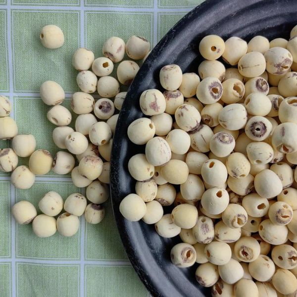 莲子图片大全_莲子高清图鉴-第2张图片-山城妙识