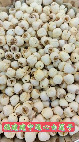 莲子图片大全_莲子高清图鉴-第1张图片-山城妙识