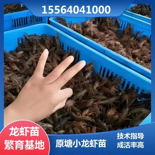 养殖龙虾怎么养殖技术_龙虾养殖需要什么条件-第1张图片-山城妙识