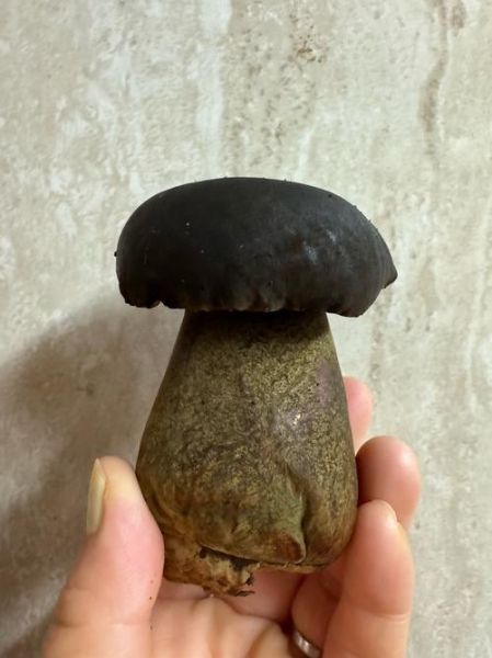 牛肝菌图片怎么分辨真假_野生牛肝菌长什么样-第2张图片-山城妙识