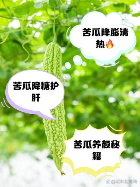 苦瓜的营养价值_苦瓜怎么吃最营养-第3张图片-山城妙识