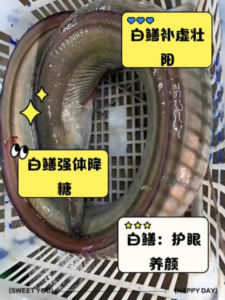 白鳝鱼怎么养_白鳝鱼养殖技术要点-第2张图片-山城妙识