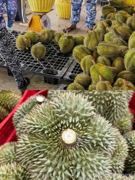 榴莲多少钱一斤2020年_2020年榴莲价格走势-第3张图片-山城妙识