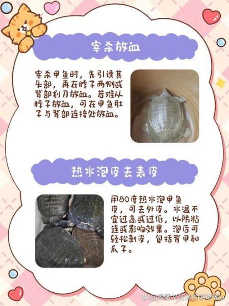 甲鱼怎么杀法视频_甲鱼宰杀步骤图解-第1张图片-山城妙识 甲鱼怎么杀法视频_甲鱼宰杀步骤图解-第1张图片-山城妙识