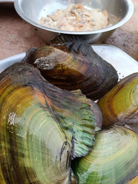 河蚌多少钱一斤_河蚌价格为什么差异大-第2张图片-山城妙识 河蚌多少钱一斤_河蚌价格为什么差异大-第2张图片-山城妙识