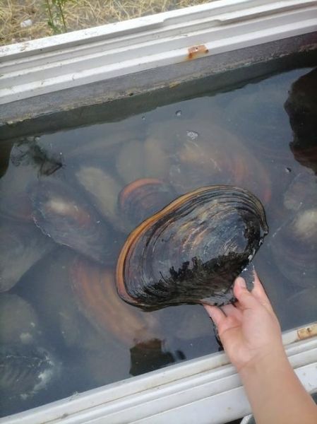 河蚌多少钱一斤_河蚌价格为什么差异大-第3张图片-山城妙识 河蚌多少钱一斤_河蚌价格为什么差异大-第3张图片-山城妙识