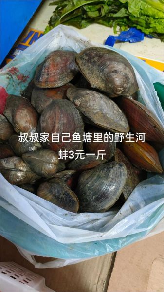 河蚌多少钱一斤_河蚌价格为什么差异大-第1张图片-山城妙识 河蚌多少钱一斤_河蚌价格为什么差异大-第1张图片-山城妙识