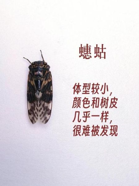 知了和蝉一样吗_知了是不是蝉-第1张图片-山城妙识 知了和蝉一样吗_知了是不是蝉-第1张图片-山城妙识