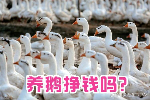 养100只鹅一年利润_养鹅成本与收益分析-第2张图片-山城妙识