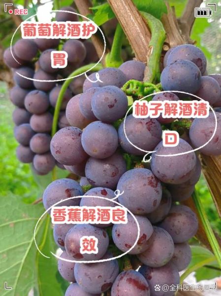 酒后吃什么水果解酒_哪些水果最快醒酒-第3张图片-山城妙识