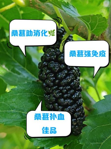 吃桑葚三个月头发变化_桑葚对头发真的有用吗-第1张图片-山城妙识