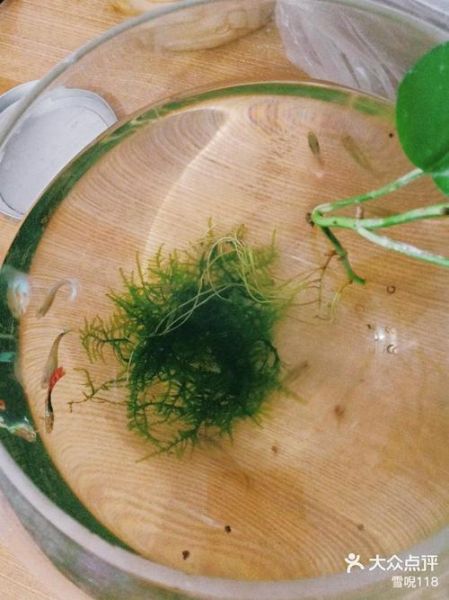 小虾米雪吹风是什么_小虾米雪吹风怎么写-第2张图片-山城妙识