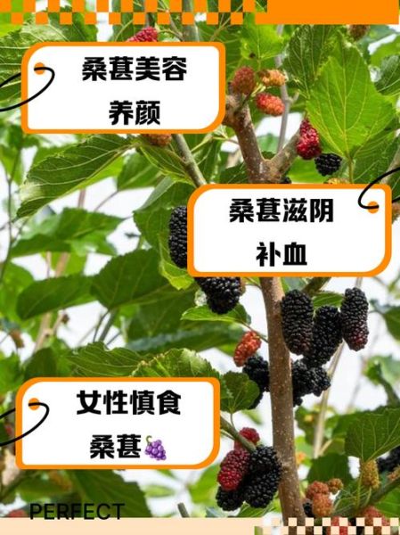 吃桑葚三个月头发变化_桑葚对头发真的有用吗-第2张图片-山城妙识