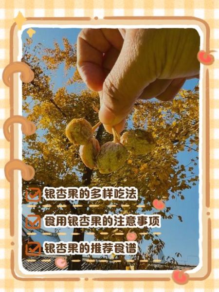银杏果怎么吃_银杏果的食用方法-第1张图片-山城妙识