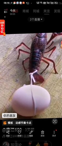 虾扯蛋图片大全搞笑_为什么叫虾扯蛋-第1张图片-山城妙识