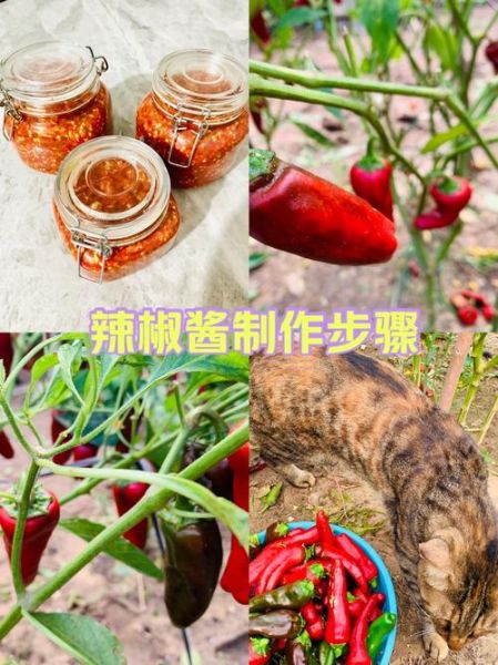 辣椒酱怎么做_辣椒酱的制作步骤-第2张图片-山城妙识