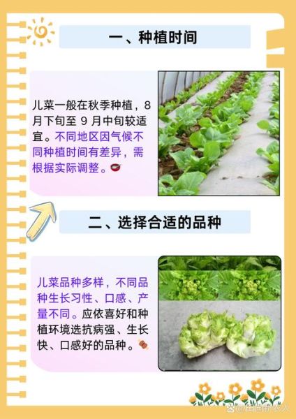 儿菜和榨菜的区别_儿菜可以代替榨菜吗-第3张图片-山城妙识