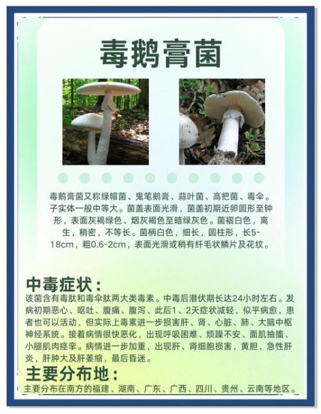 毒蘑菇种类有哪些_误食后如何急救-第1张图片-山城妙识 毒蘑菇种类有哪些_误食后如何急救-第1张图片-山城妙识