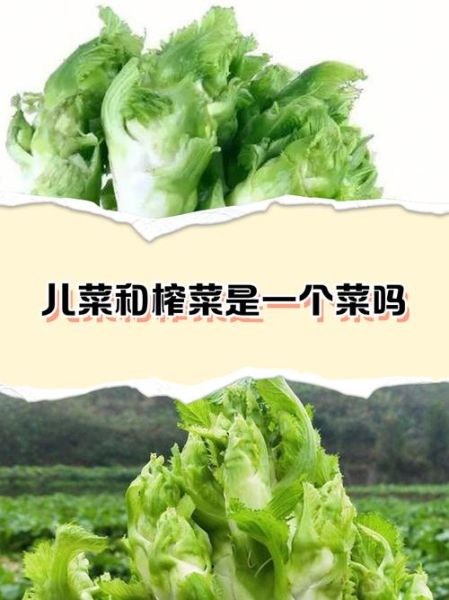儿菜和榨菜的区别_儿菜可以代替榨菜吗-第1张图片-山城妙识