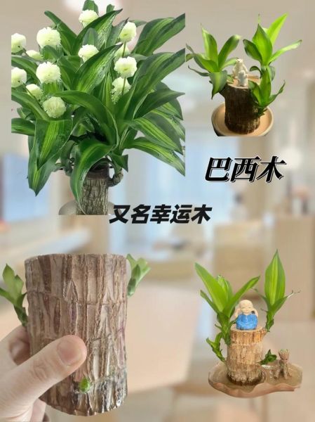 巴旦木树苗怎么种_巴旦木树苗几年结果-第1张图片-山城妙识