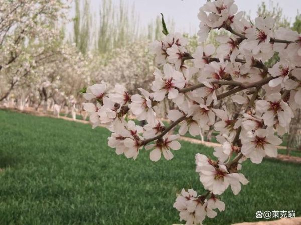 巴旦木树苗怎么种_巴旦木树苗几年结果-第2张图片-山城妙识