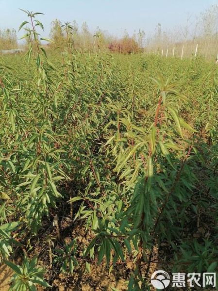 巴旦木树苗怎么种_巴旦木树苗几年结果-第3张图片-山城妙识