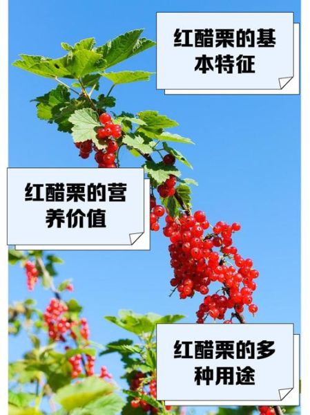 红醋栗是什么_红醋栗的功效与作用-第1张图片-山城妙识