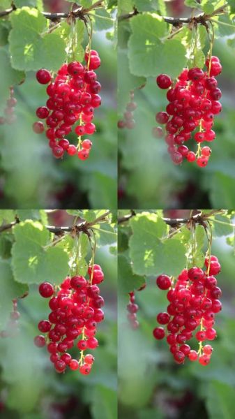 红醋栗是什么_红醋栗的功效与作用-第2张图片-山城妙识